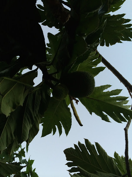 Breadfruit | Project Noah