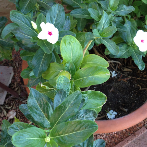 White Periwinkle | Project Noah