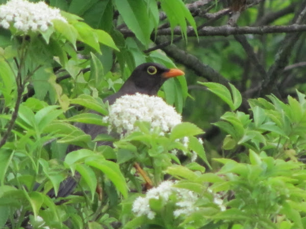 Great Thrush / Mirla de páramo | Project Noah