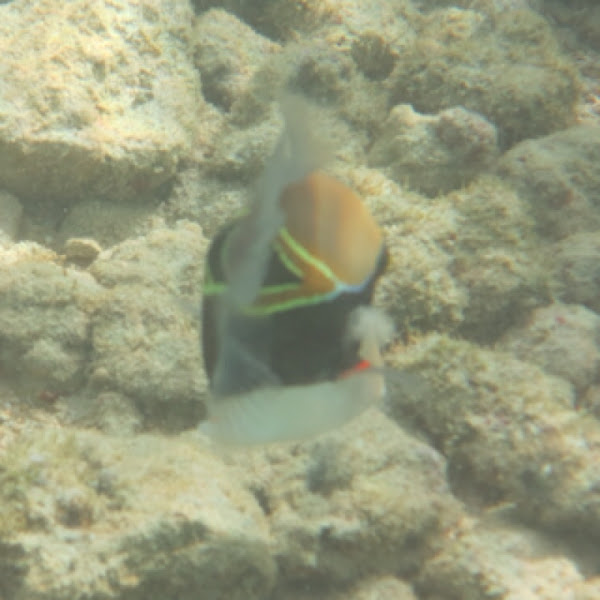 Reef Triggerfish | Project Noah