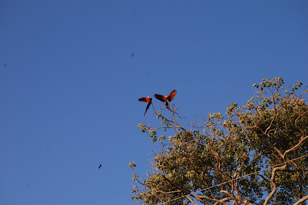 Lapa Roja | Project Noah