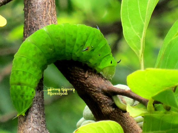 Tailed Jay Caterpillar (Late instar) | Project Noah
