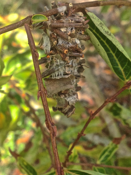 Abbot's Bagworm Moth | Project Noah