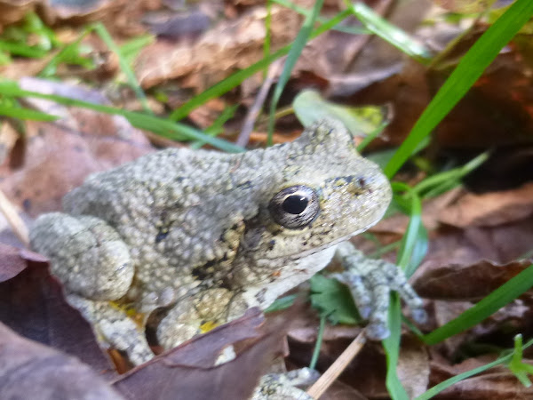 Cope's Gray Treefrog | Project Noah