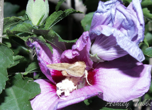 Corn Earworm Moth | Project Noah