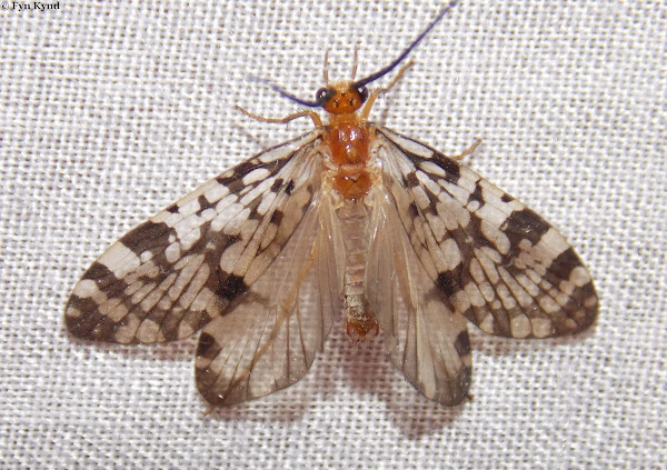 Giant Casemaker | Project Noah