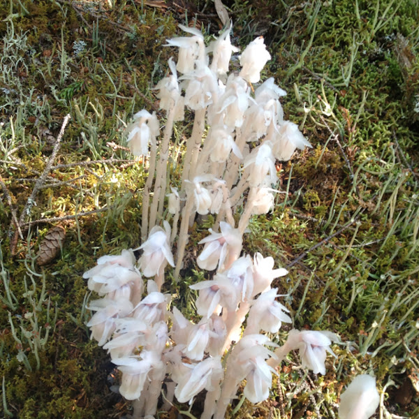 Indian pipe | Project Noah