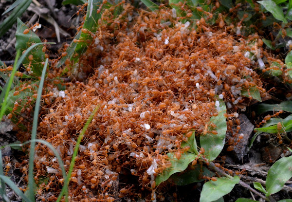 Weaver Ant | Project Noah