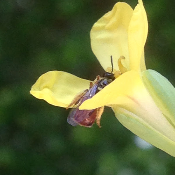 Small Carpenter Bee | Project Noah