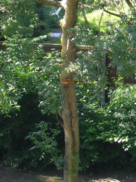 Hairy Bracket/Ruige Weerschijnzwam | Project Noah