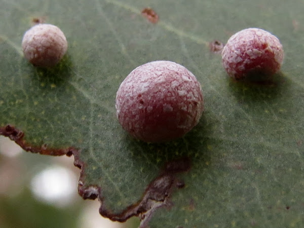 Eucalyptus Gall | Project Noah