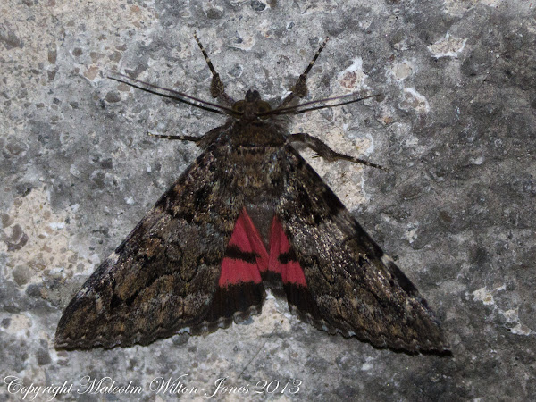 Red Underwing Moth | Project Noah