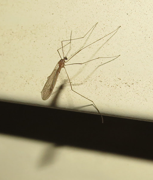 Winter crane fly | Project Noah