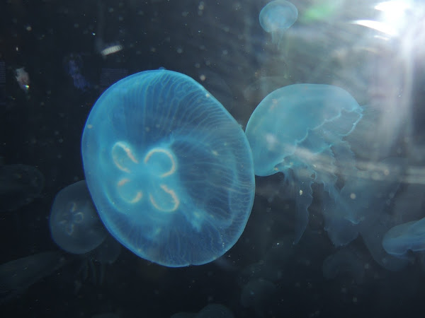 Moon Jellyfish | Project Noah