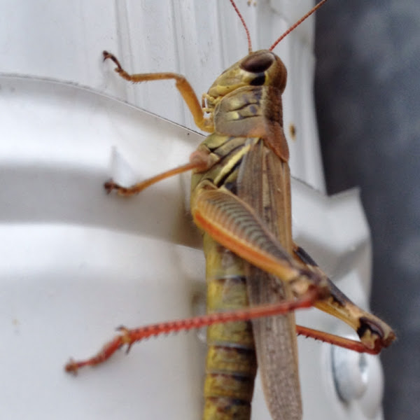 Differential Grasshopper | Project Noah