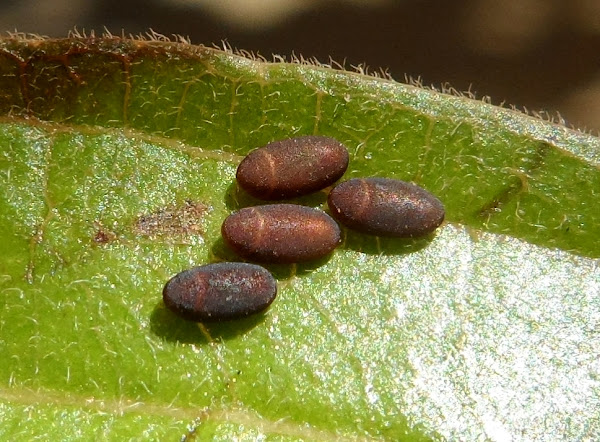 Coreid bug eggs | Project Noah
