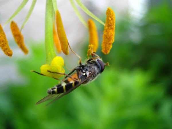 Hover Fly | Project Noah