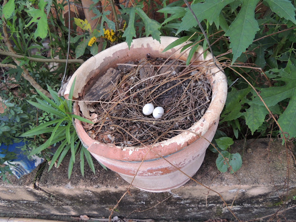 Rock Pigeon [Eggs] | Project Noah