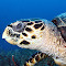 Hawksbill sea turtle | Project Noah