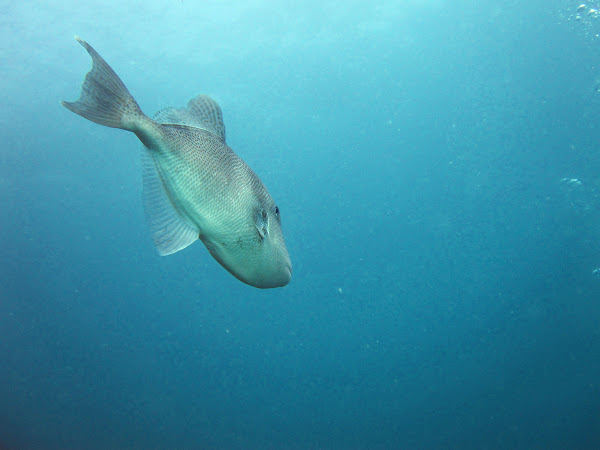 Grey triggerfish | Project Noah