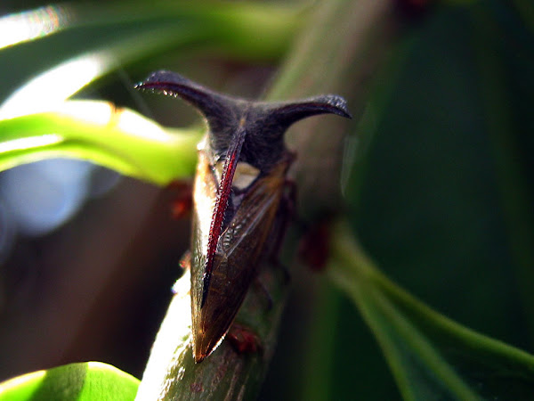 Treehoppers | Project Noah