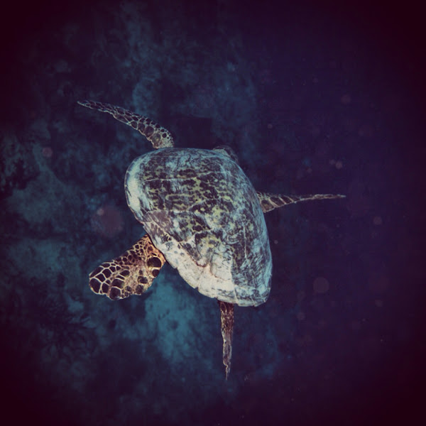 Hawksbill turtle | Project Noah