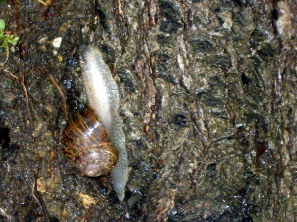 Garden Snail | Project Noah