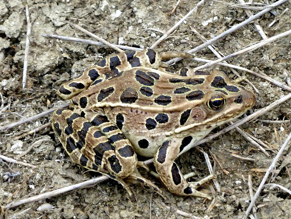 Plains (Blair's) Leopard Frog | Project Noah