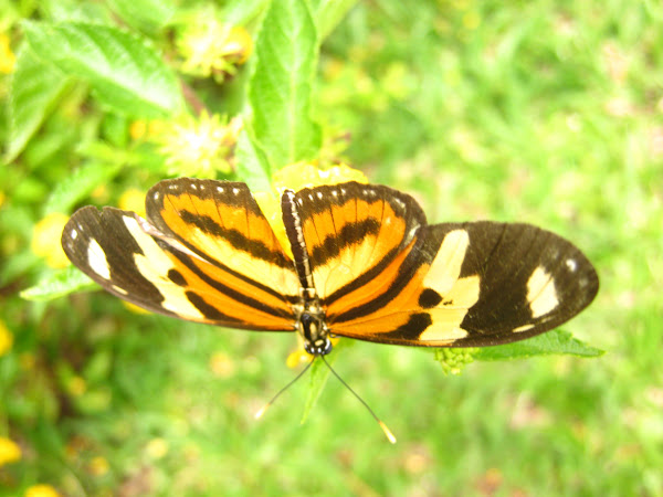 Isabella Longwing | Project Noah