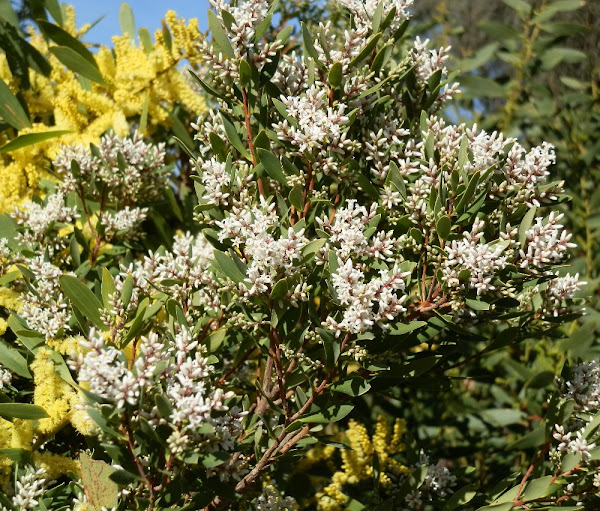 Coastal Beard-heath | Project Noah