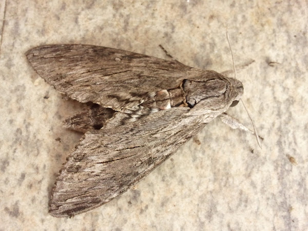 Convolvulus Hawk-moth - Windenschwärmer | Project Noah