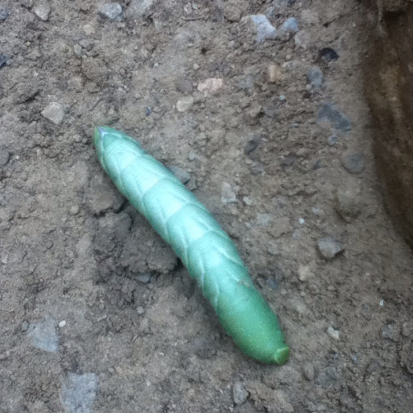 Great Ash Sphinx | Project Noah