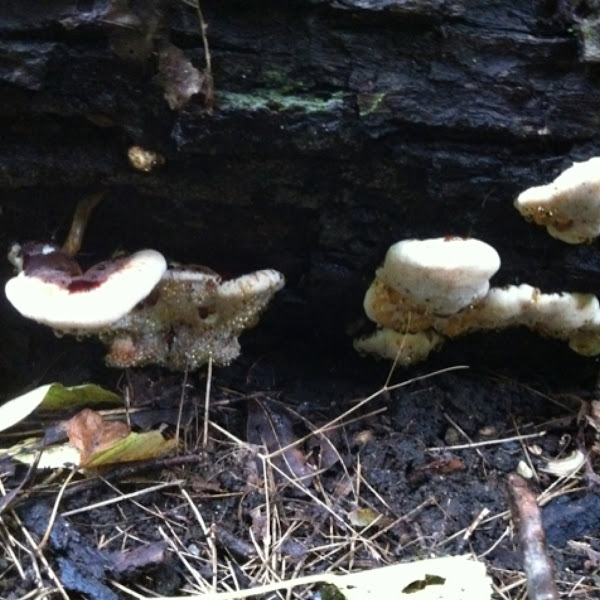Red Banded Polypore | Project Noah