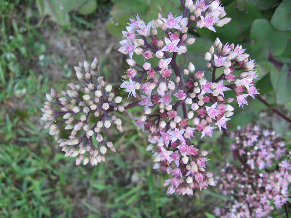 Unknown plant | Project Noah