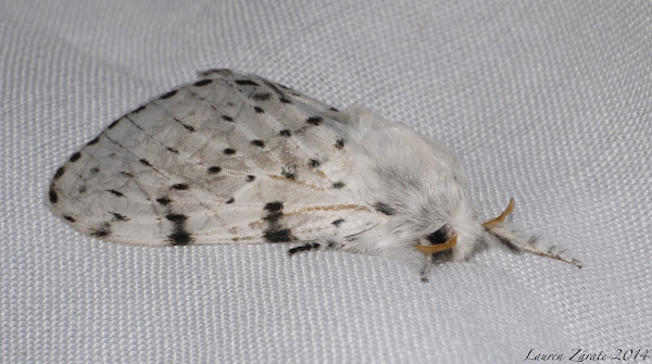Dot-Lined White Moth | Project Noah