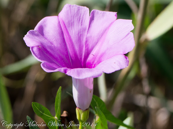 Sea Bindweed | Project Noah