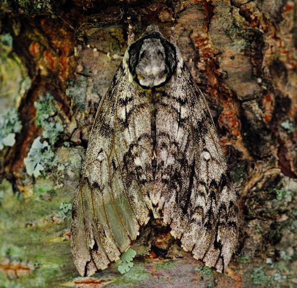 Waved Sphinx Moth | Project Noah