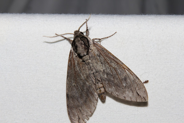 Waved Sphinx | Project Noah