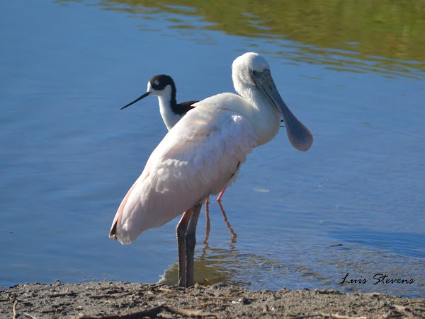 Roseate Spoonbill | Project Noah
