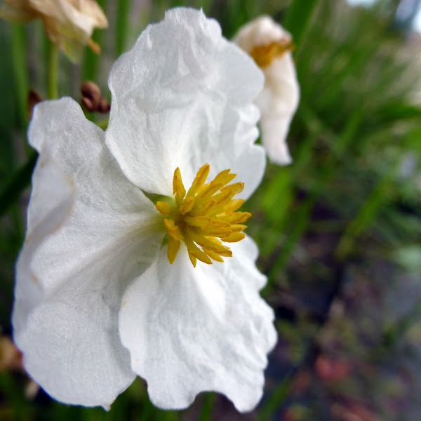 Broad-leaved arrowhead | Project Noah