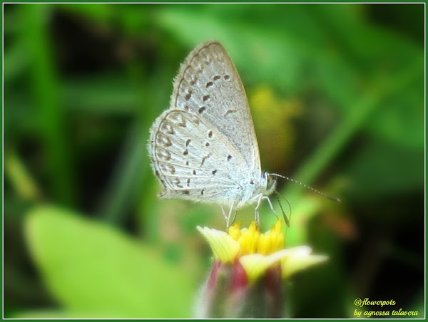 Lesser Grass Blue Butterfly | Project Noah