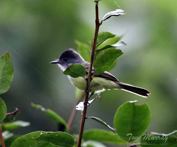 Dusky-capped Flycatcher | Project Noah