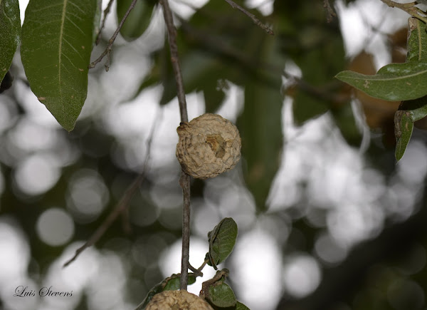 Oak gall | Project Noah