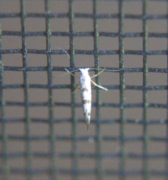 Arborvitae Leafminer Moth | Project Noah