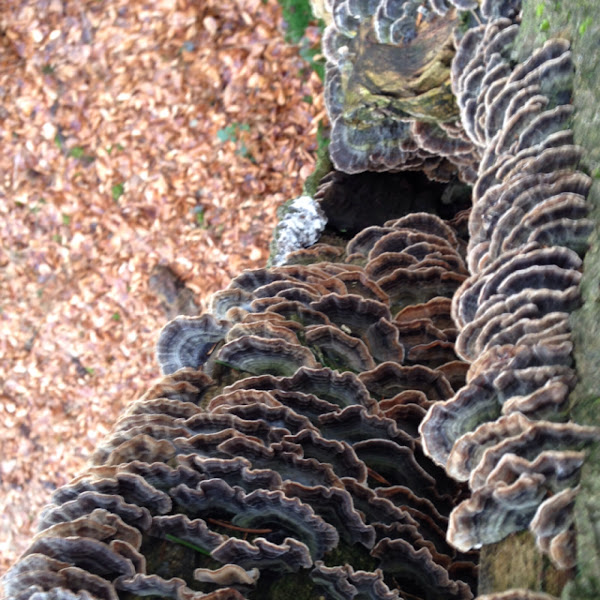 Turkey Tail Polypore | Project Noah