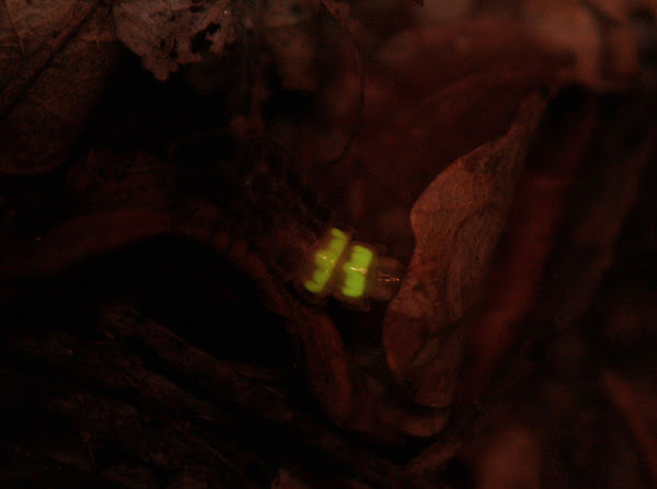 Firefly larvae | Project Noah
