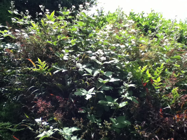 Himalayan Blackberry | Project Noah