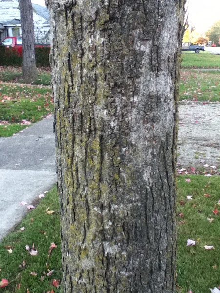 Sugar Maple | Project Noah