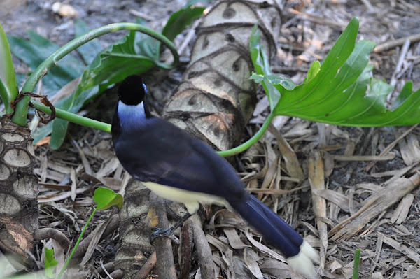 Plush Crested Jay | Project Noah
