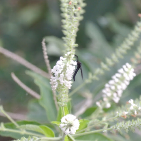 Western Grapeleaf Skeletonizer | Project Noah